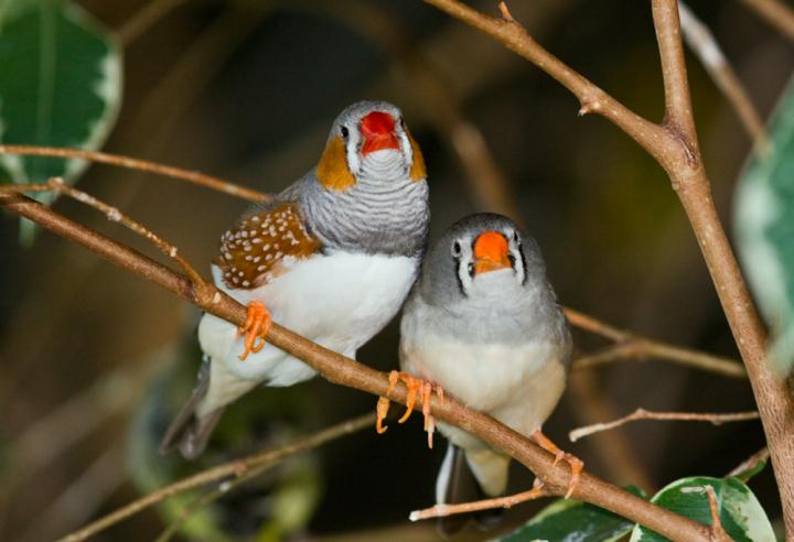 Finches [IMAGE] | EurekAlert! Science News Releases