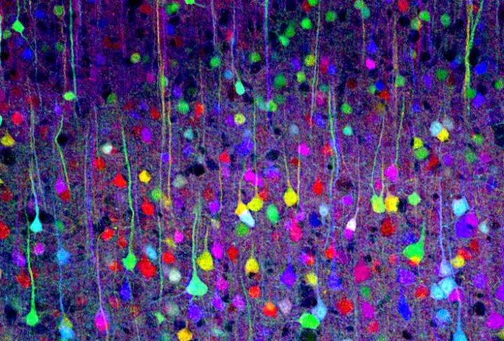 Cerebral Cortex Brainbow [IMAGE] | EurekAlert! Science News Releases