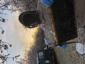 Honey bees at risk for colony collapse from l | EurekAlert!