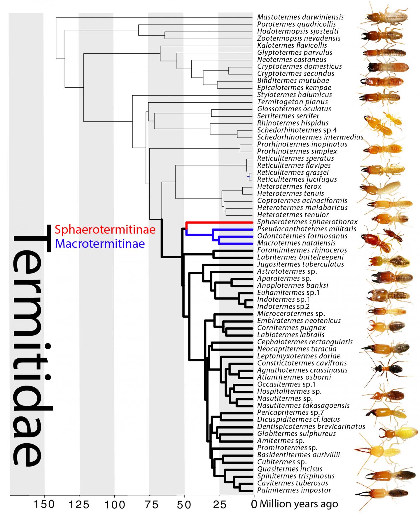 Termite Phylogeny [IMAGE] | EurekAlert! Science News Releases