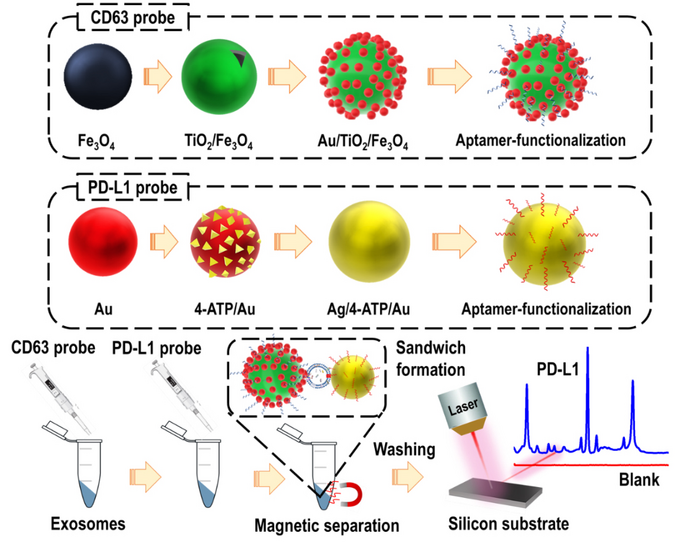 Highly-Sensitive SERS Probes D [IMAGE] | EurekAlert! Science News Releases