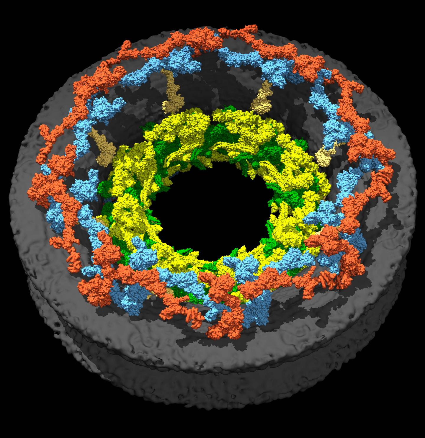 Structure of the Nuclear Pore Complex Reveale | EurekAlert!