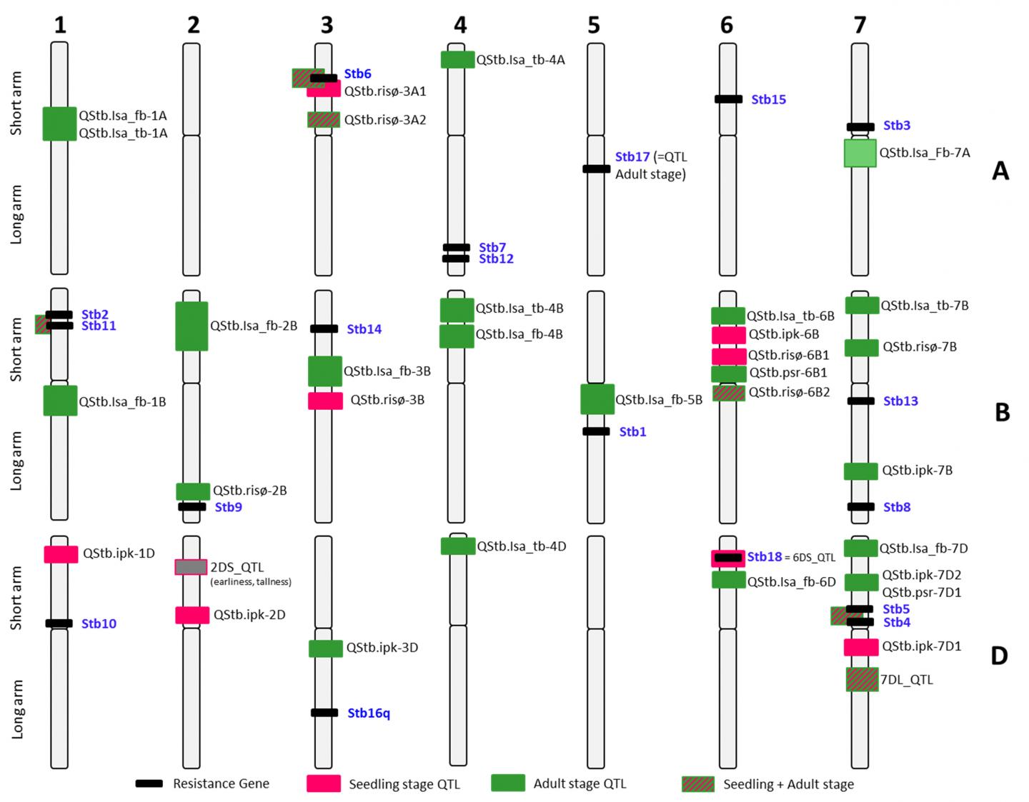 Schematic Chromosome Map of Wh [IMAGE] | EurekAlert! Science News Releases