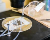 Seaweed capsules may lead to an injection-fre | EurekAlert!