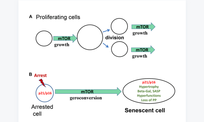 Figure 1 [IMAGE] | EurekAlert! Science News Releases