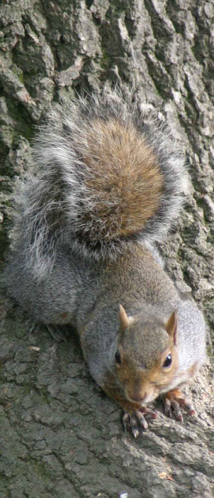 Grey squirrel [IMAGE] | EurekAlert! Science News Releases