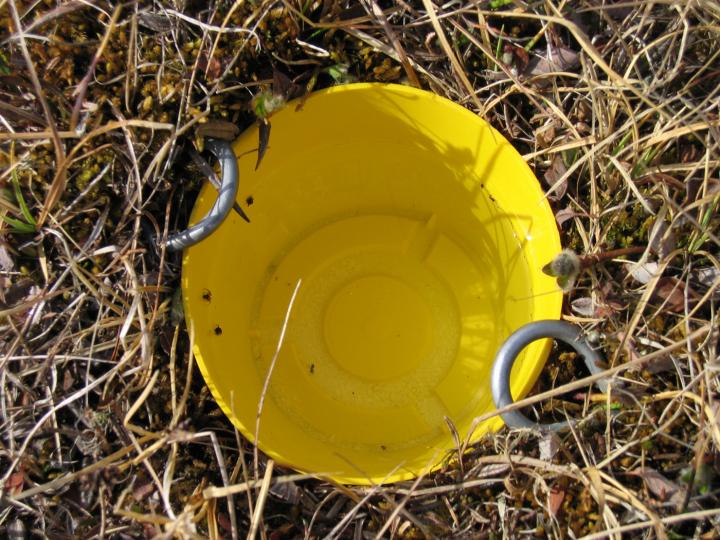 Pitfall Traps [IMAGE] | EurekAlert! Science News Releases