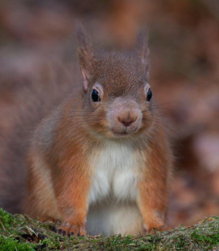 Human Leprosy Found in British Red Squirrels | EurekAlert!