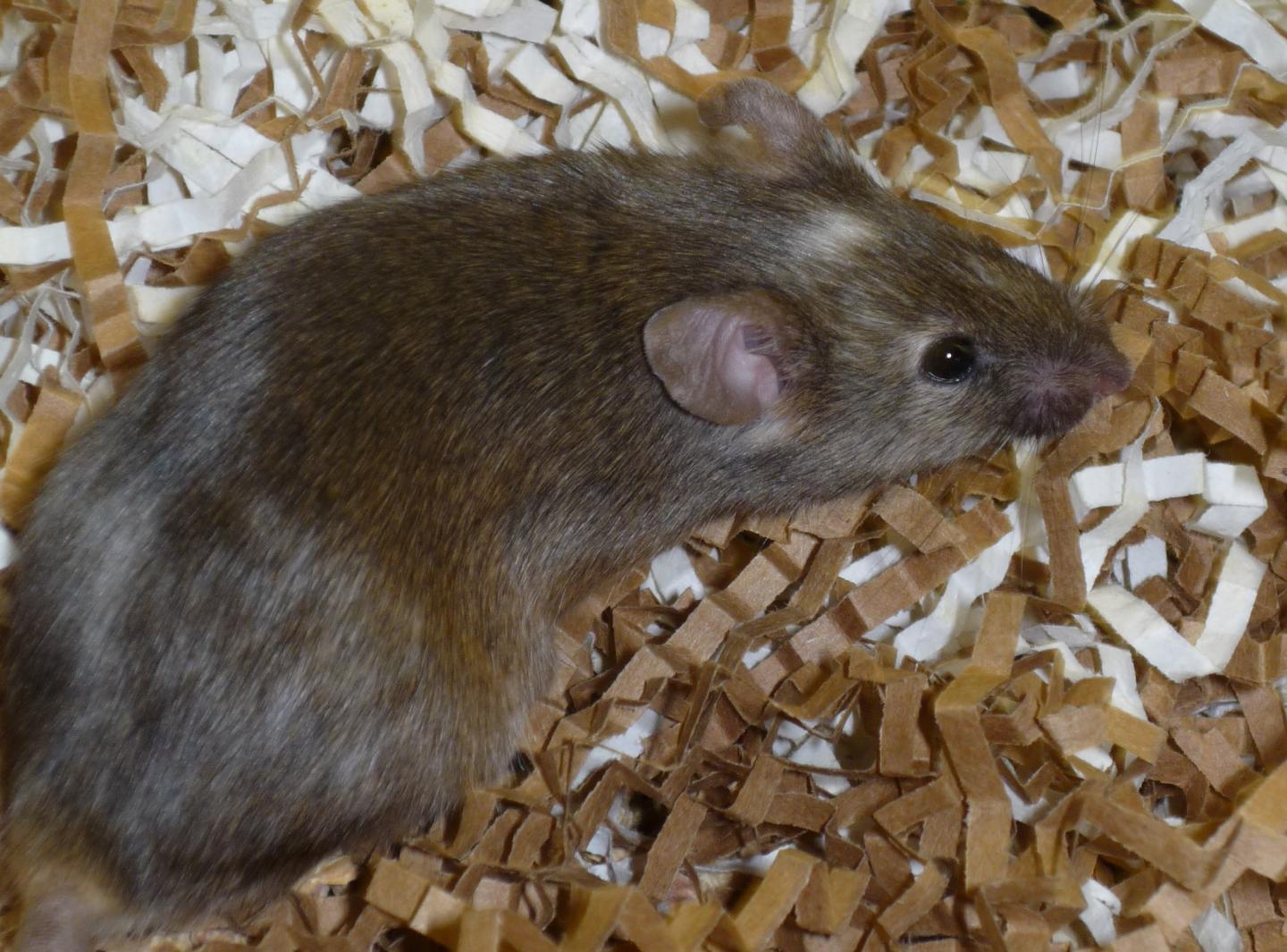 nSr100 Mutant Mouse [IMAGE] | EurekAlert! Science News Releases