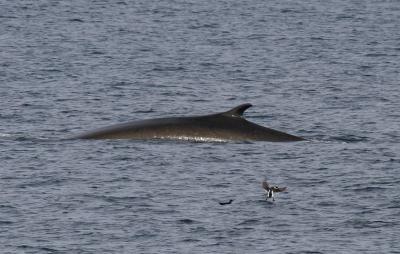 Fin Whale [IMAGE] | EurekAlert! Science News Releases