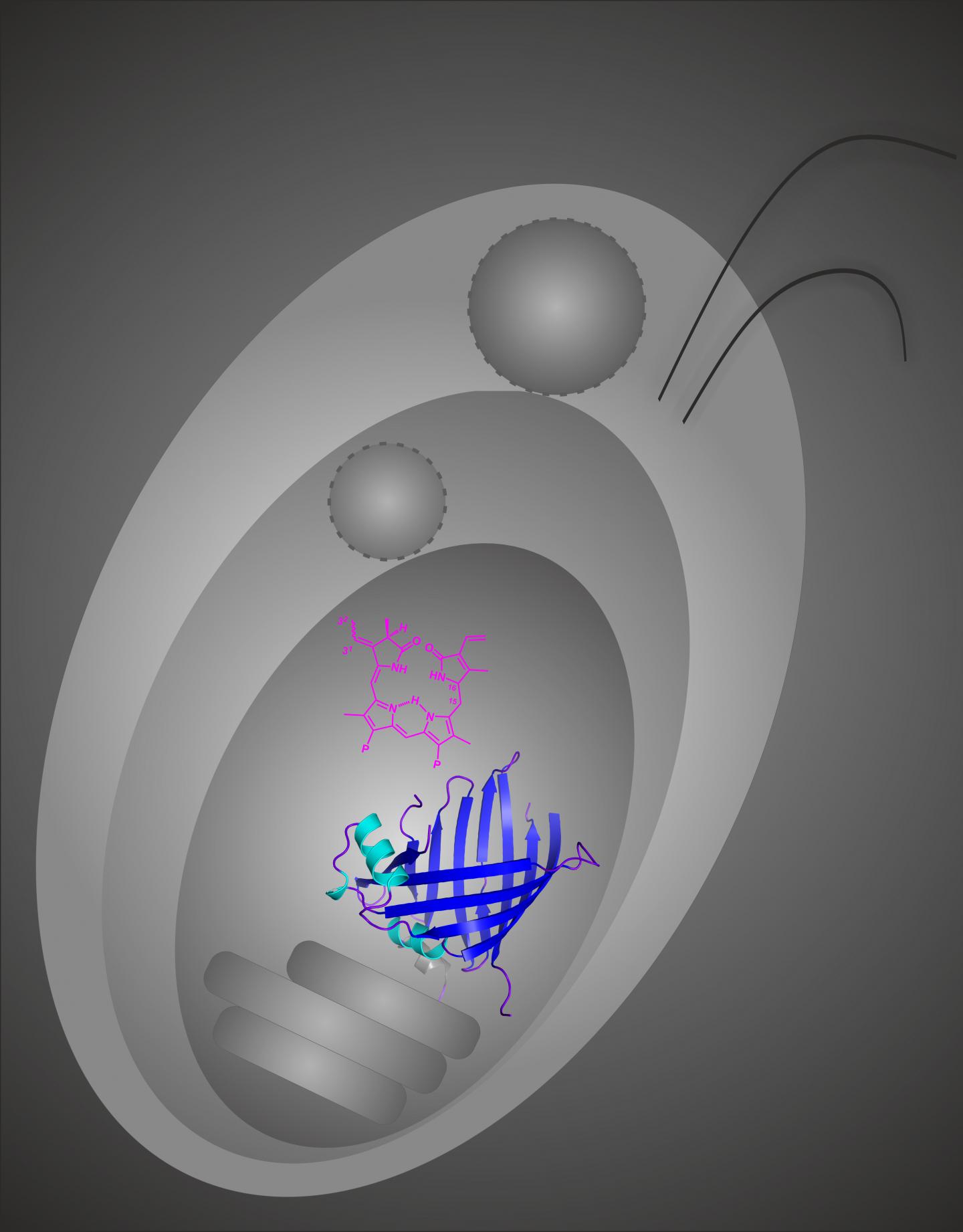 Green light for clever algae | EurekAlert!