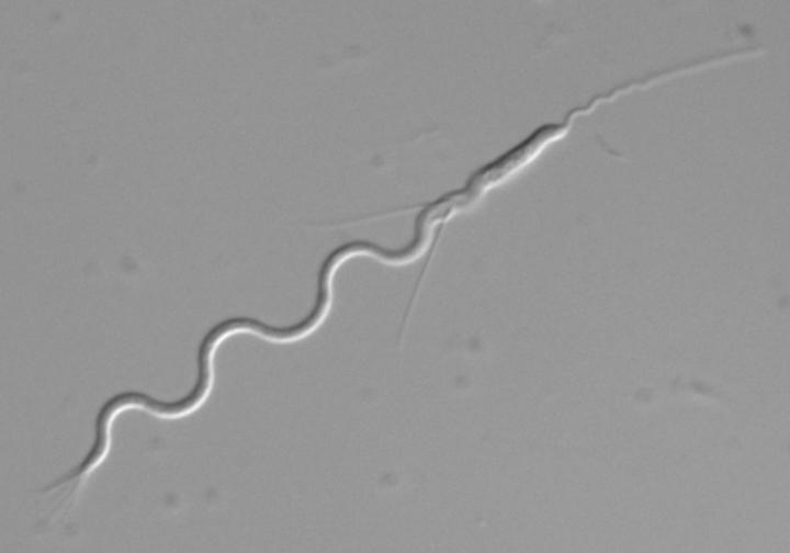 Macrostomum lignano [IMAGE] | EurekAlert! Science News Releases