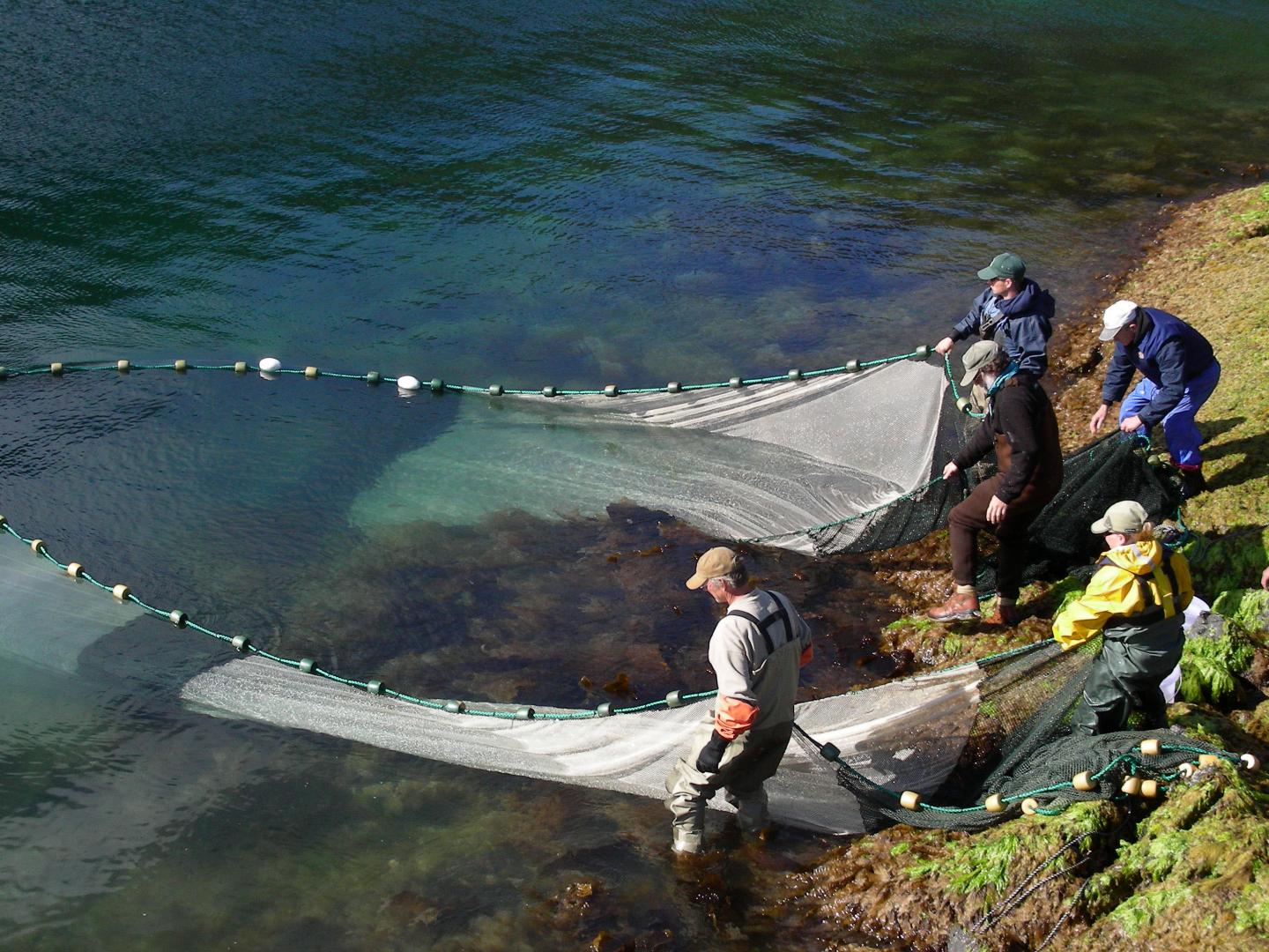 Beach Seining a Kelp Bed [IMAGE] | EurekAlert! Science News Releases