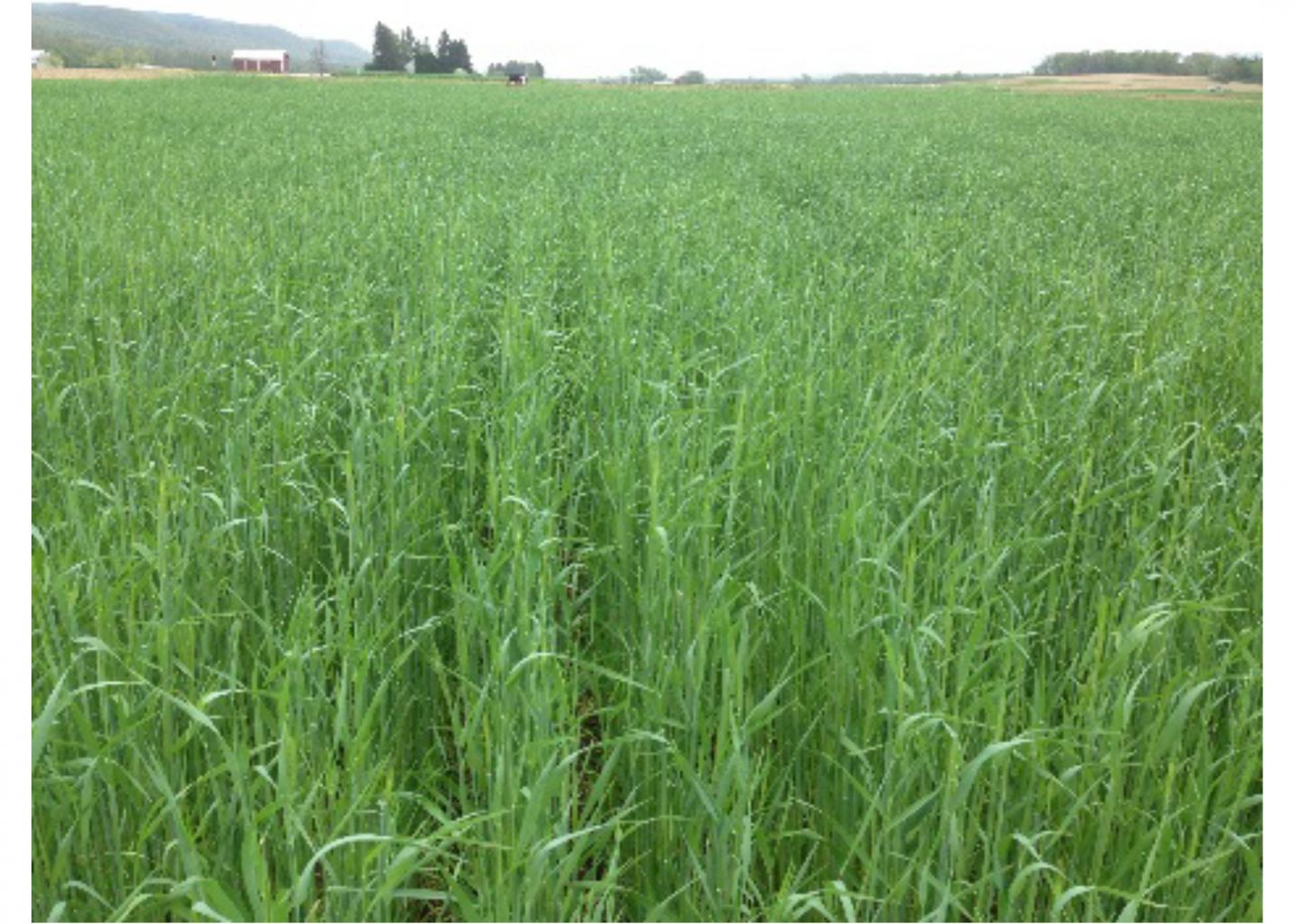 Winter Rye [IMAGE] | EurekAlert! Science News Releases