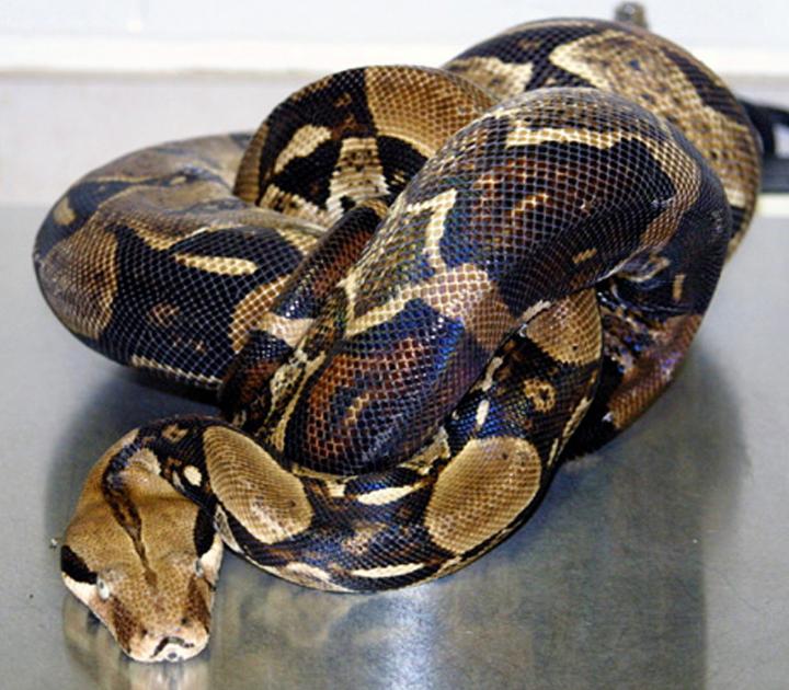 Boa with Inclusion Body Diseas [IMAGE] | EurekAlert! Science News Releases