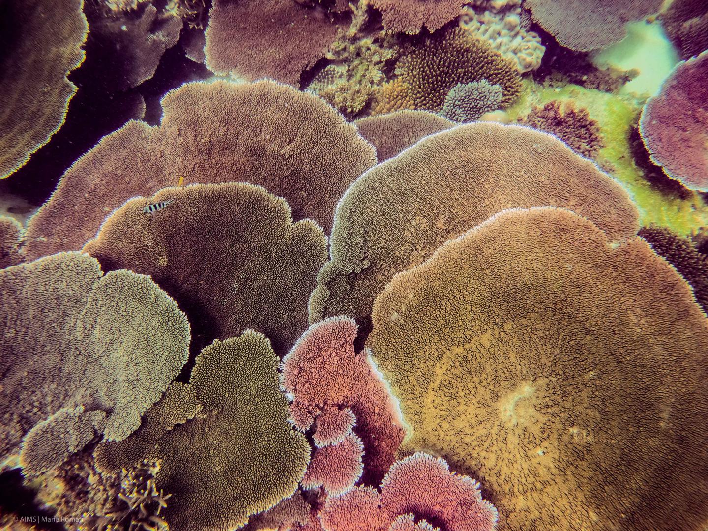 Turning the tables -- how table corals are re | EurekAlert!
