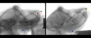 Out of the mouths of primates, facial mechani | EurekAlert!