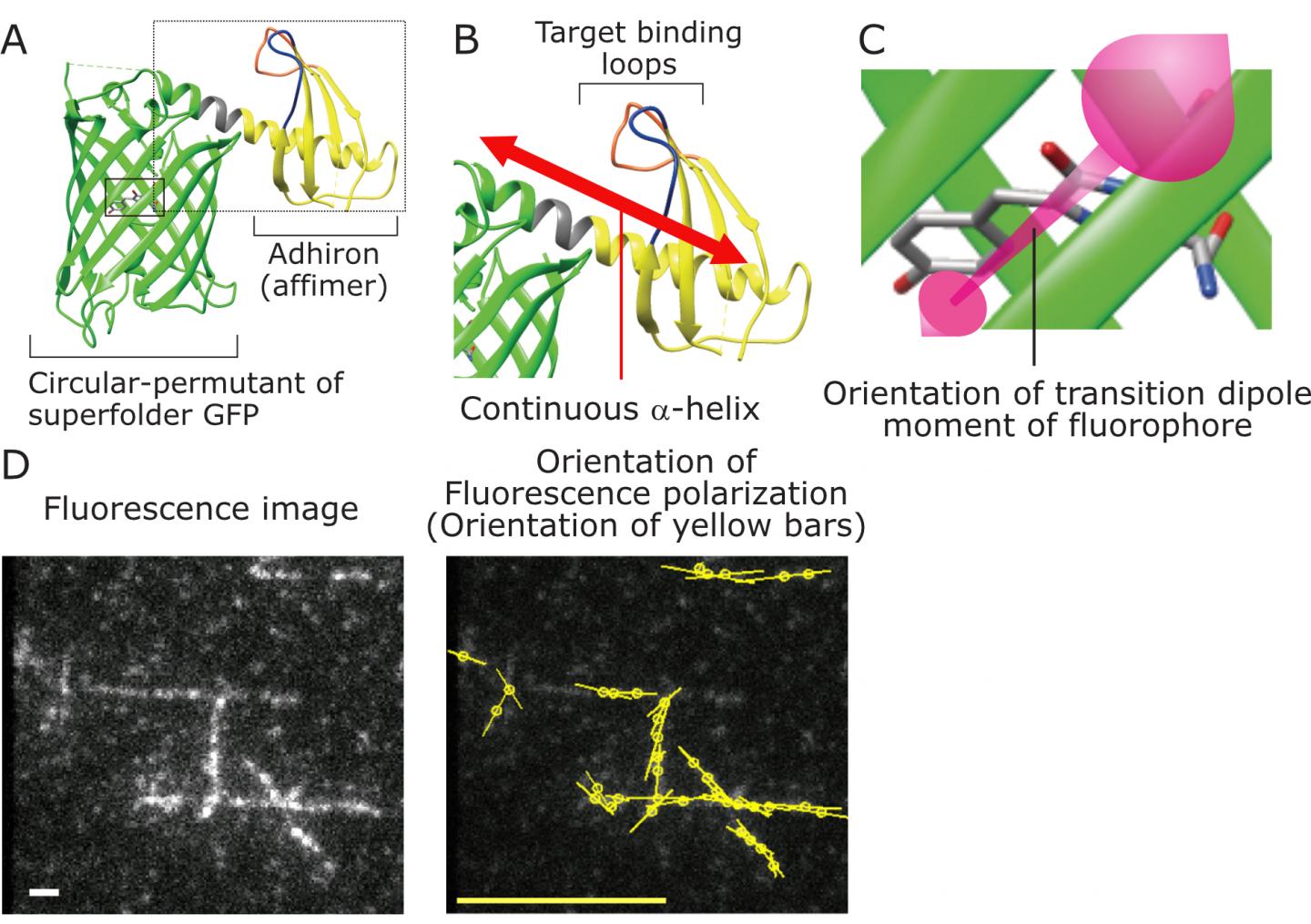 Figure 1 [IMAGE] | EurekAlert! Science News Releases