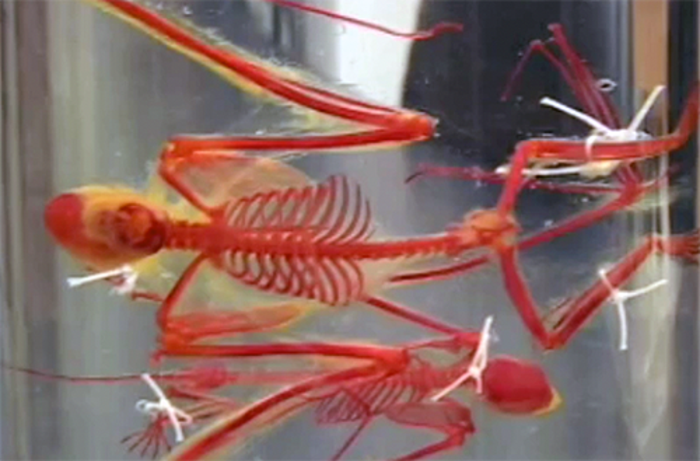 Additions to natural history collections decl | EurekAlert!