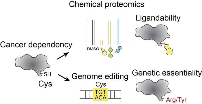 New cancer drug targets uncovered using base | EurekAlert!