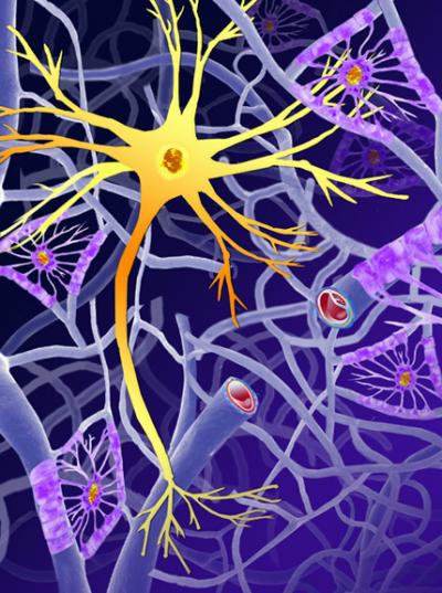 Brain Vasculature [IMAGE] | EurekAlert! Science News Releases
