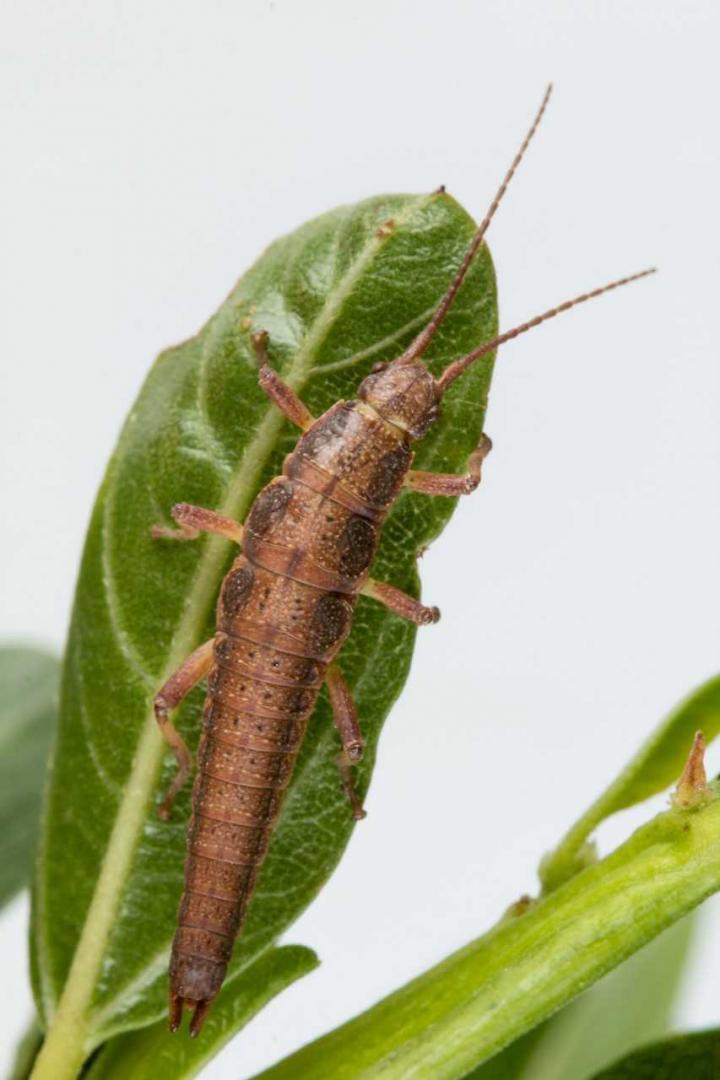 Melanistic Morph, Timema stick [IMAGE] | EurekAlert! Science News Releases