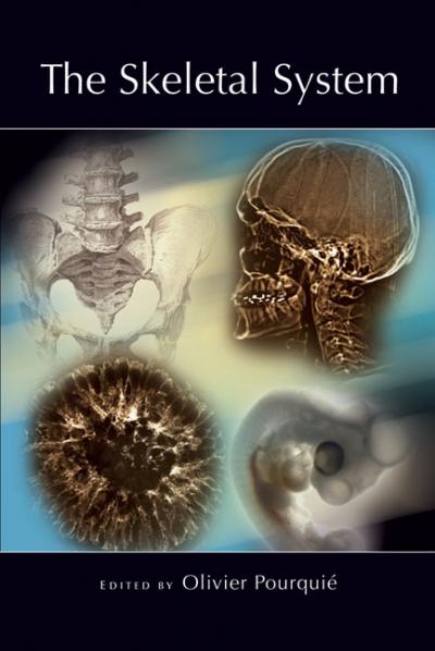 The Skeletal System [IMAGE] | EurekAlert! Science News Releases
