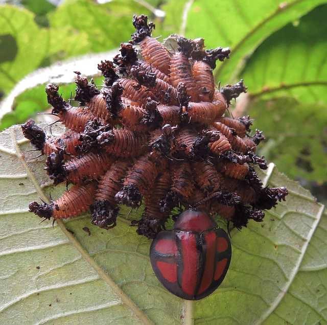 Mom on Guard [IMAGE] | EurekAlert! Science News Releases