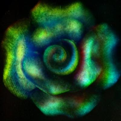 Color Holograms Appear Under W [IMAGE] | EurekAlert! Science News Releases