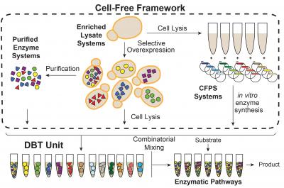 Cell-Free Systems Workflow of [IMAGE] | EurekAlert! Science News Releases