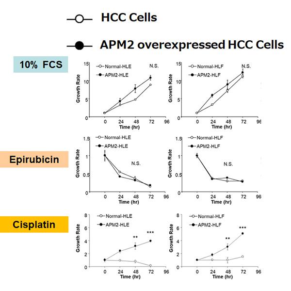 Over expression of APM2 induce [IMAGE] | EurekAlert! Science News Releases