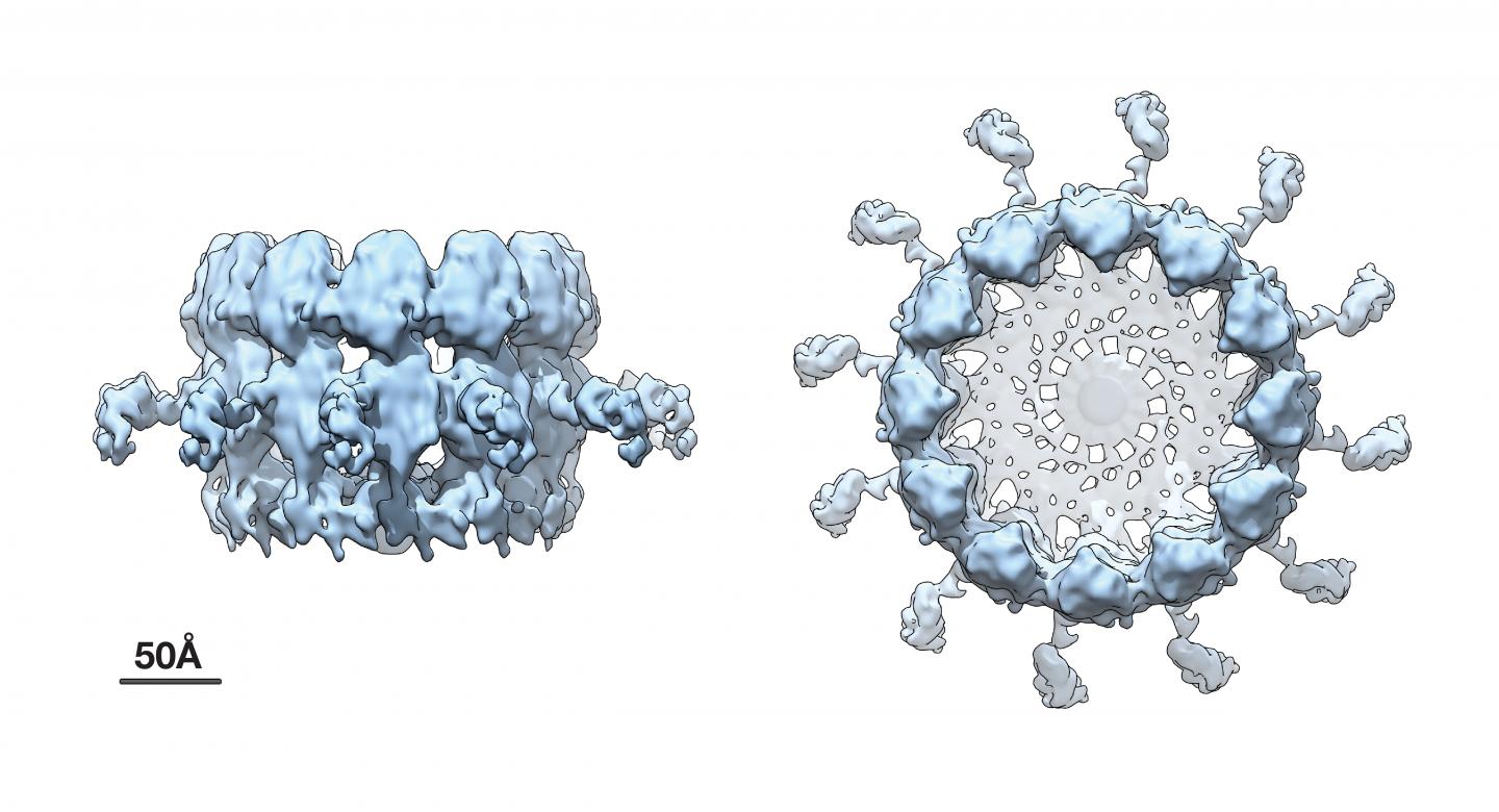 Viral RNA Replication [IMAGE] | EurekAlert! Science News Releases