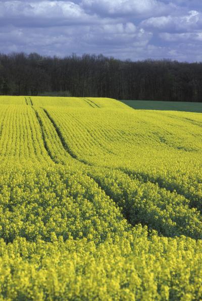 The Genome of the Canola Oil Plant (2 of 6) | EurekAlert!
