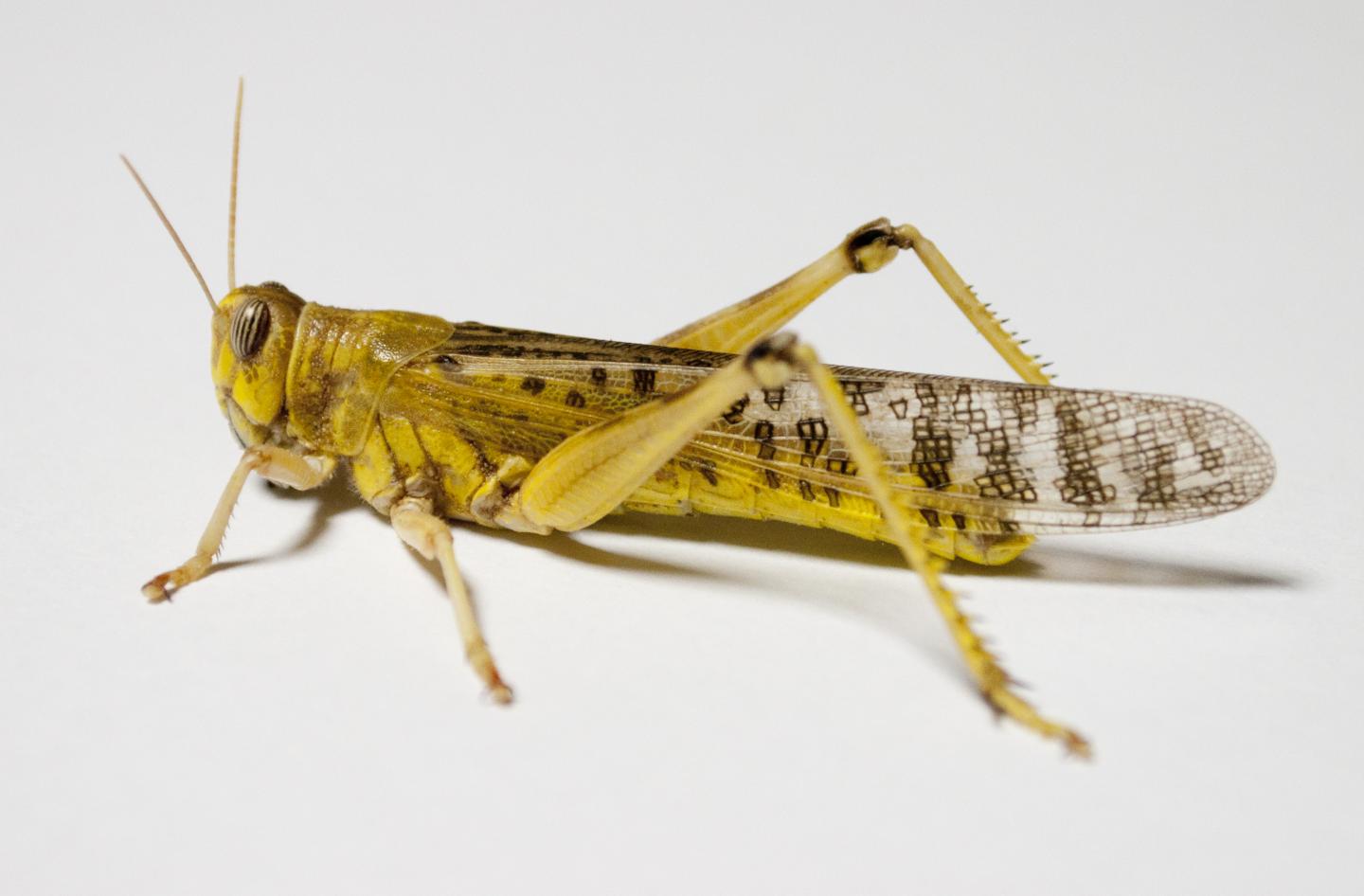 Locust Side View [IMAGE] | EurekAlert! Science News Releases