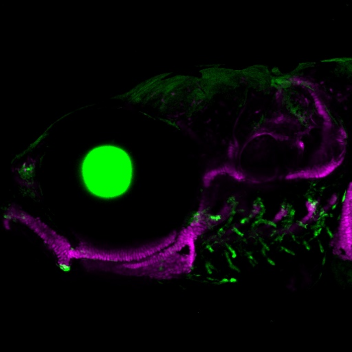 Zebrafish structures [IMAGE] | EurekAlert! Science News Releases