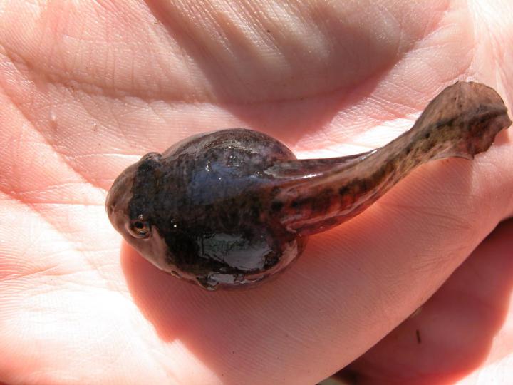 Tadpole with Severe Perkins [IMAGE] | EurekAlert! Science News Releases