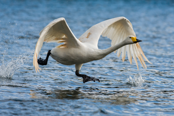 A whooper swan [IMAGE] | EurekAlert! Science News Releases