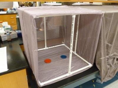 Fruit Flies Medicate Their Off [IMAGE] | EurekAlert! Science News Releases