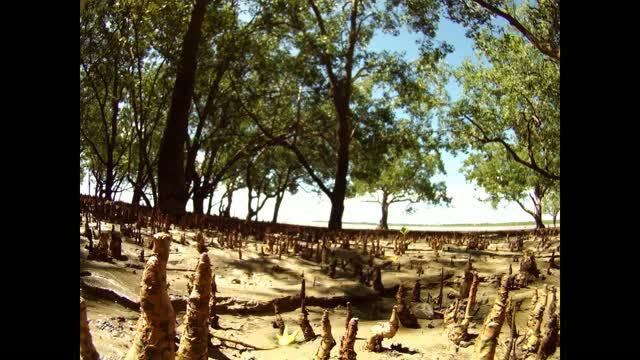 Revealed from Ancient Sediment: Mangrove Tole | EurekAlert!