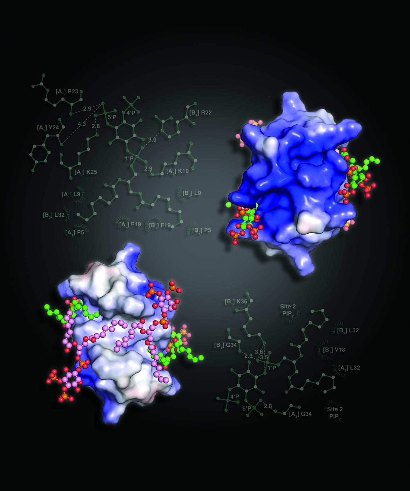 Human β?defensin 2 kills [IMAGE] | EurekAlert! Science News Releases
