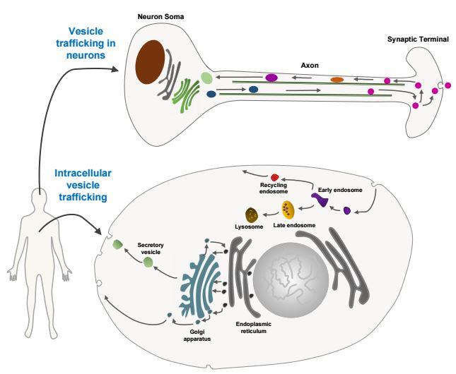 Intracellular Trafficking Imag [IMAGE] | EurekAlert! Science News Releases