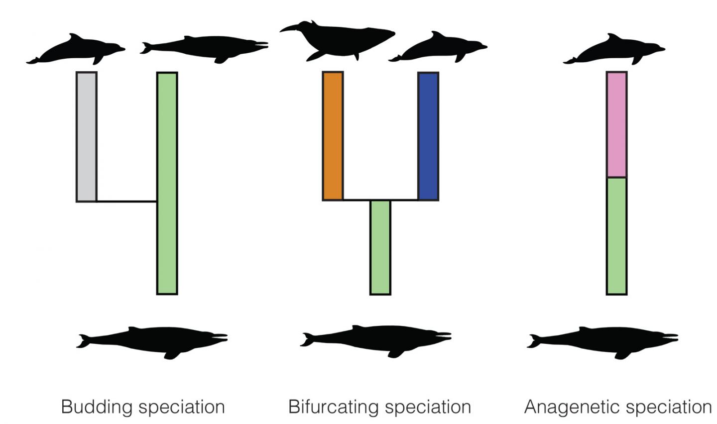 Explaining differences in rates of evolution | EurekAlert!
