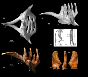 Fossil pharyngeal teeth of grass carp group a | EurekAlert!