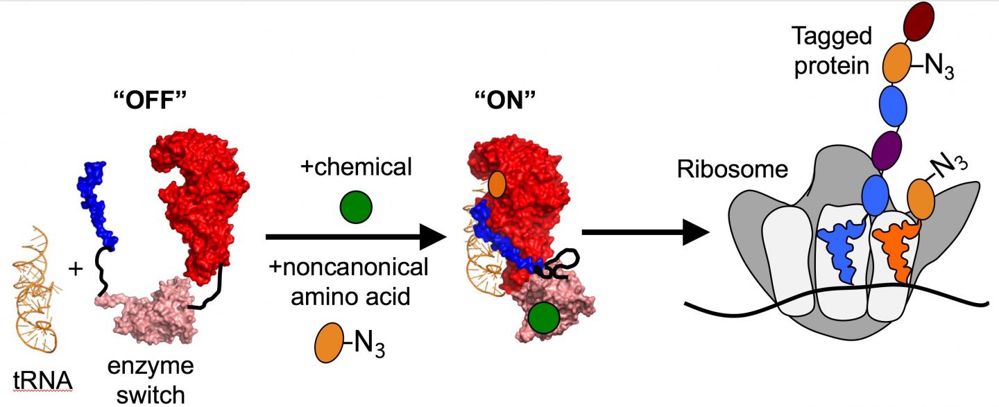 Tagging Proteins [IMAGE] | EurekAlert! Science News Releases