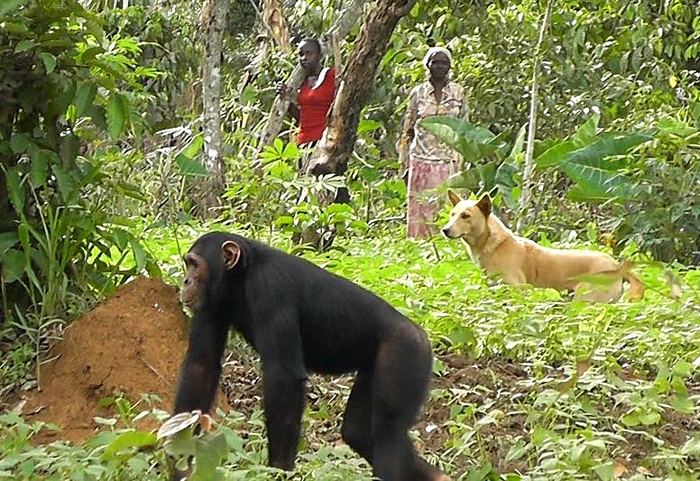 A young male chimp in cropland [IMAGE] | EurekAlert! Science News Releases