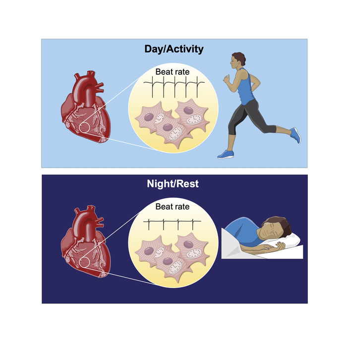 Day:Night Heart Rate Image [IMAGE] | EurekAlert! Science News Releases