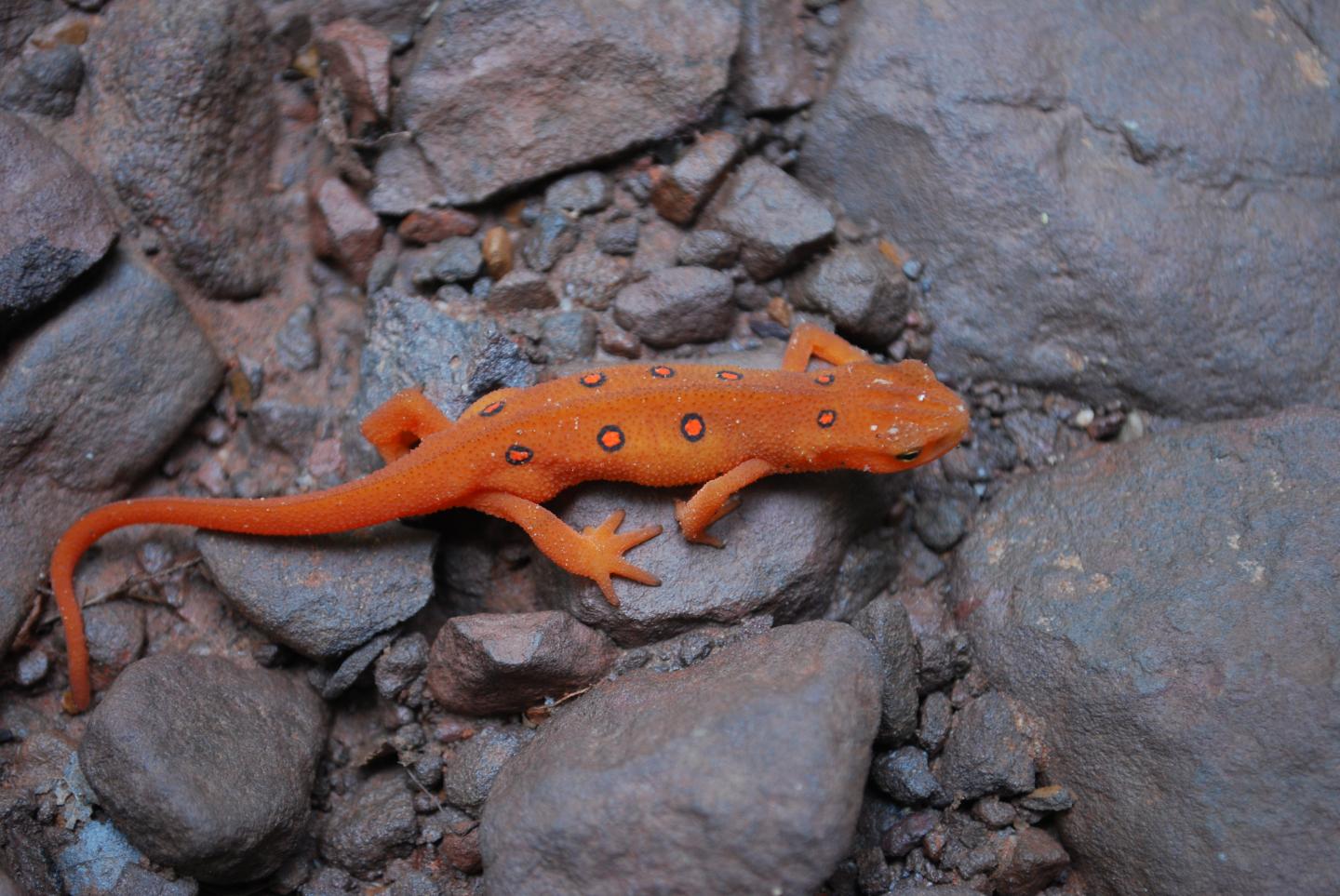A North American Newt, Defense [IMAGE] | EurekAlert! Science News Releases