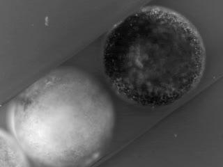 The face of a frog: Time-lapse video reveals | EurekAlert!