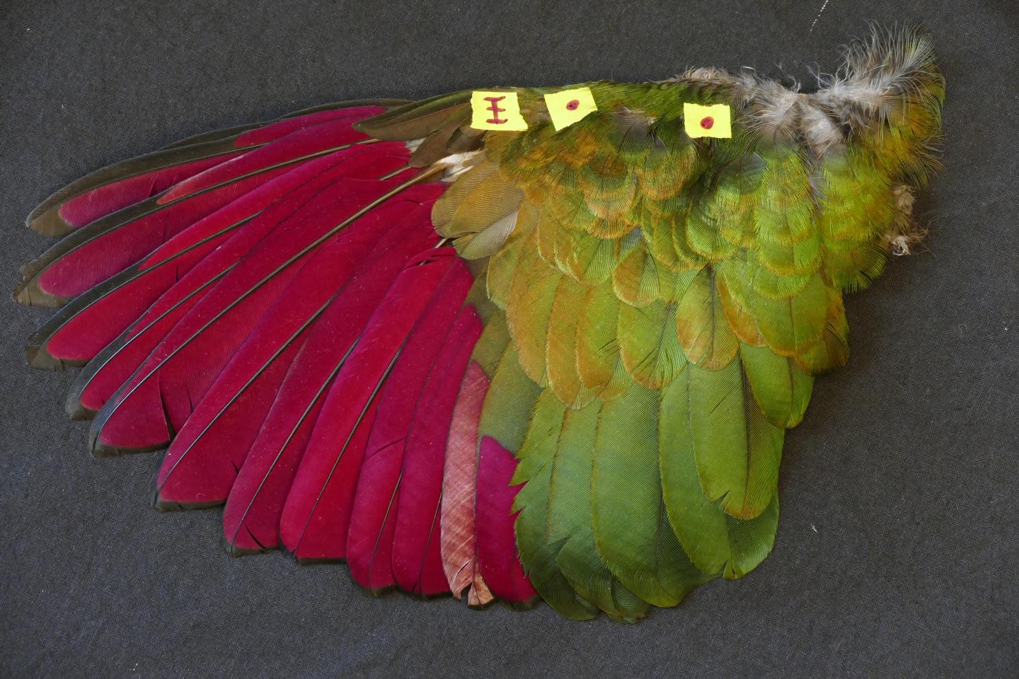 Whether Birds Flap, Glide, or Soar Determines | EurekAlert!