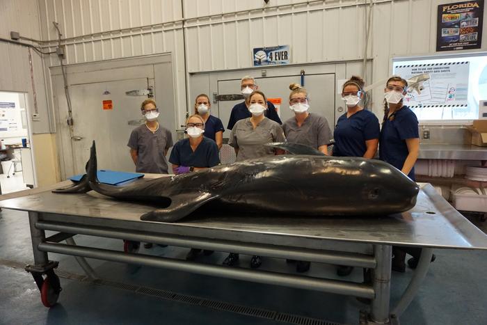 Stranded whale [IMAGE] | EurekAlert! Science News Releases